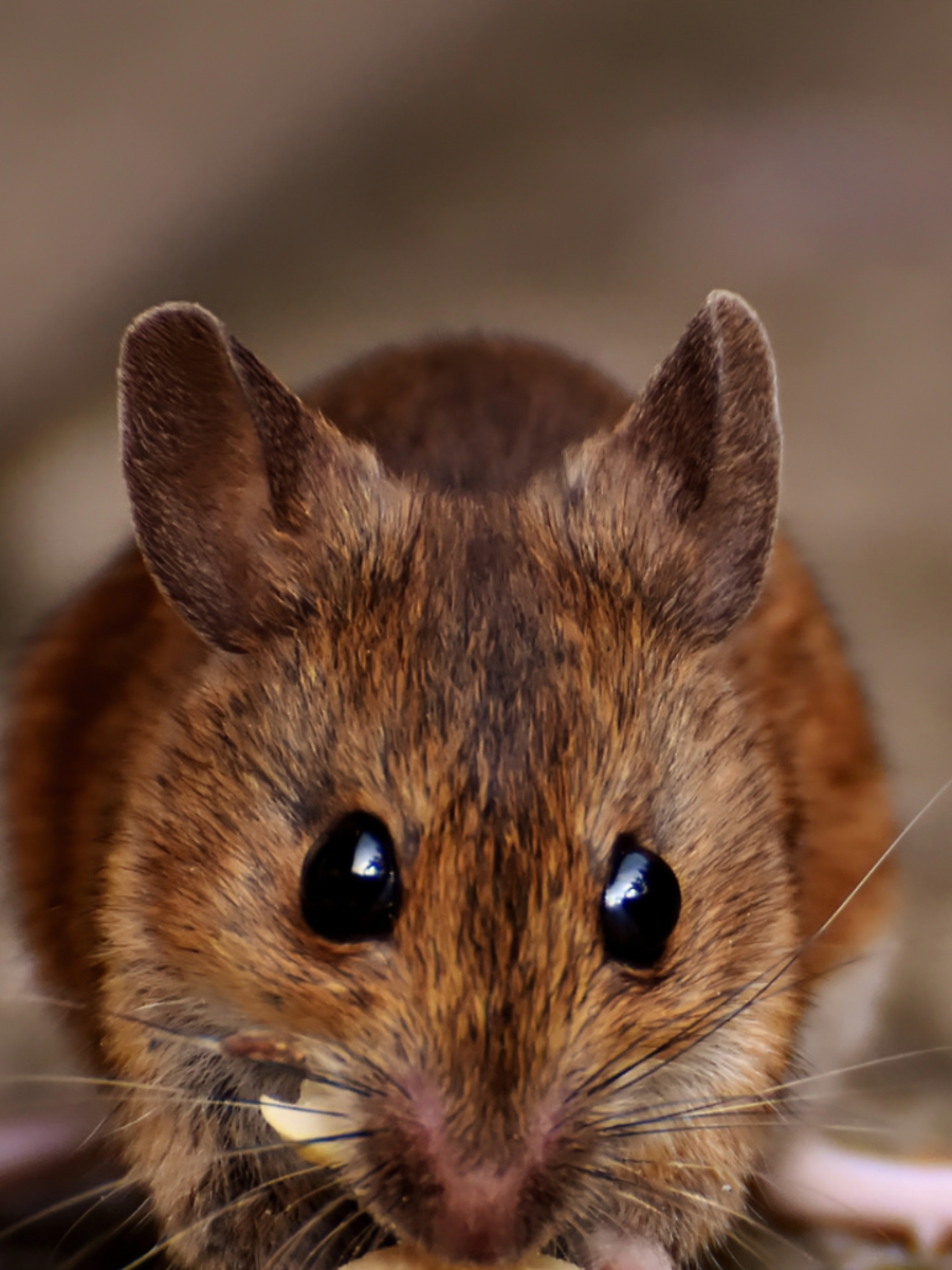 How To Catch A Rat In Your House? | Times Now