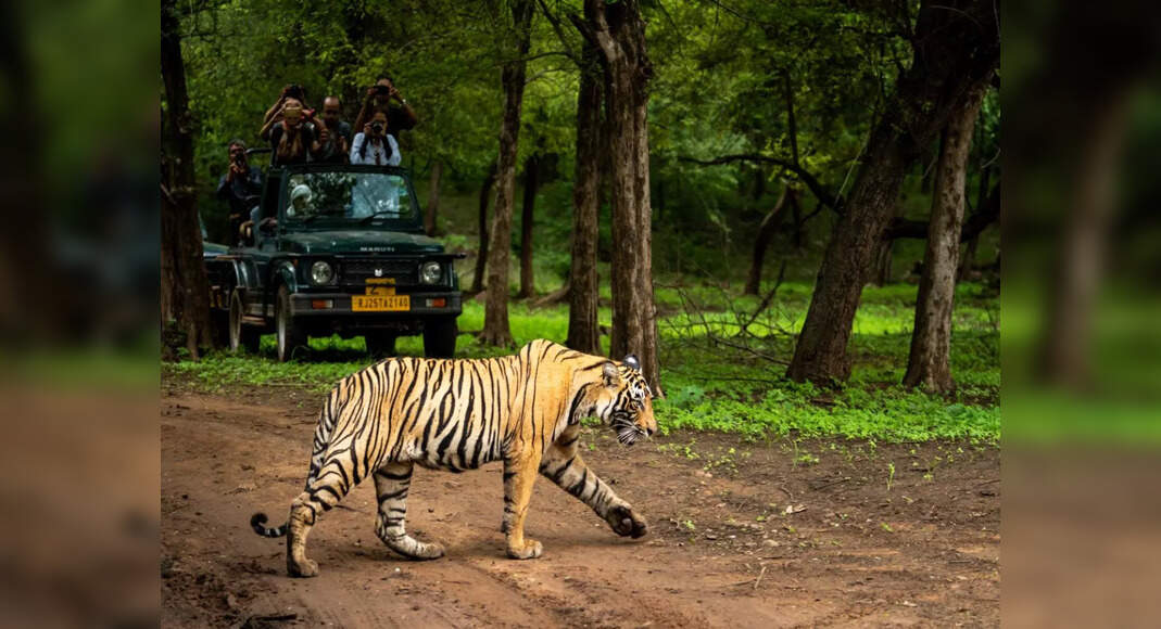 Tiger Spotting Tips: 6 tips to spot tigers in the wild! | TimesTravel