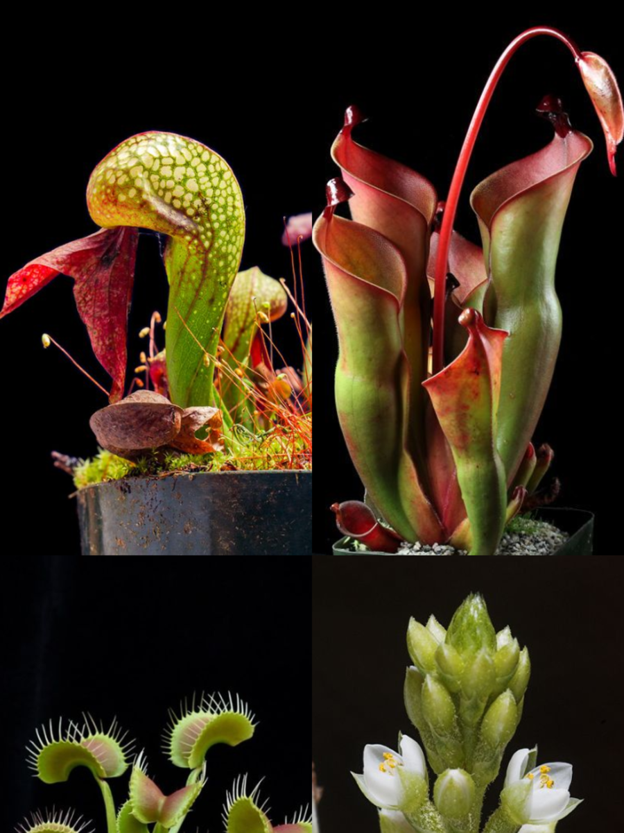 10 Hanging Carnivorous Plants That Eat Insects | Times Now