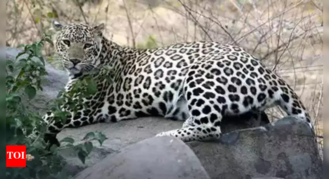 Leopard strikes in Bulandshahr, week after attack in Hapur | Meerut ...