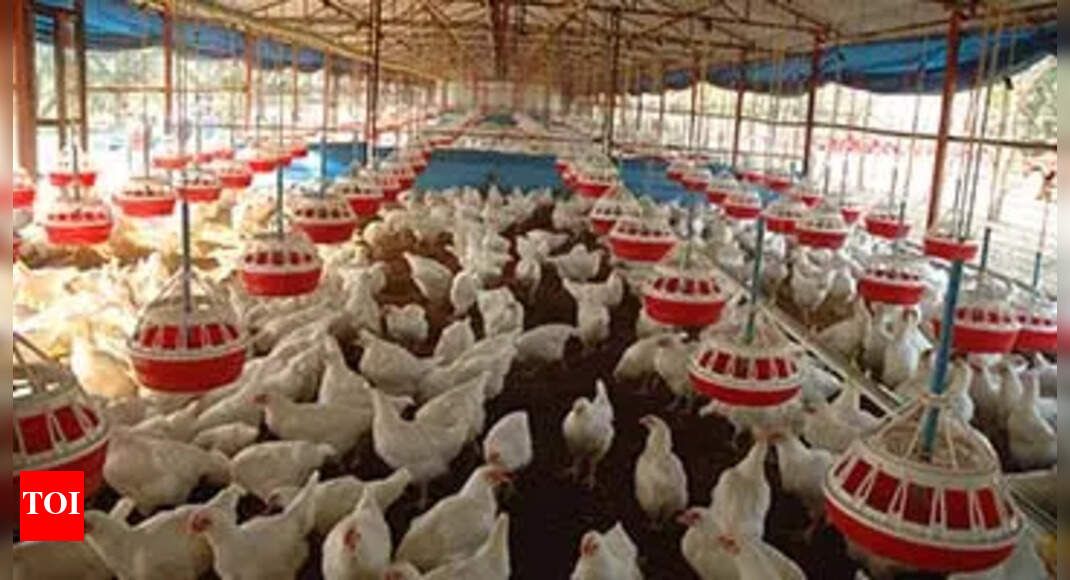 Arambagh Hatcheries: Arambagh Hatcheries goes into liquidation ...