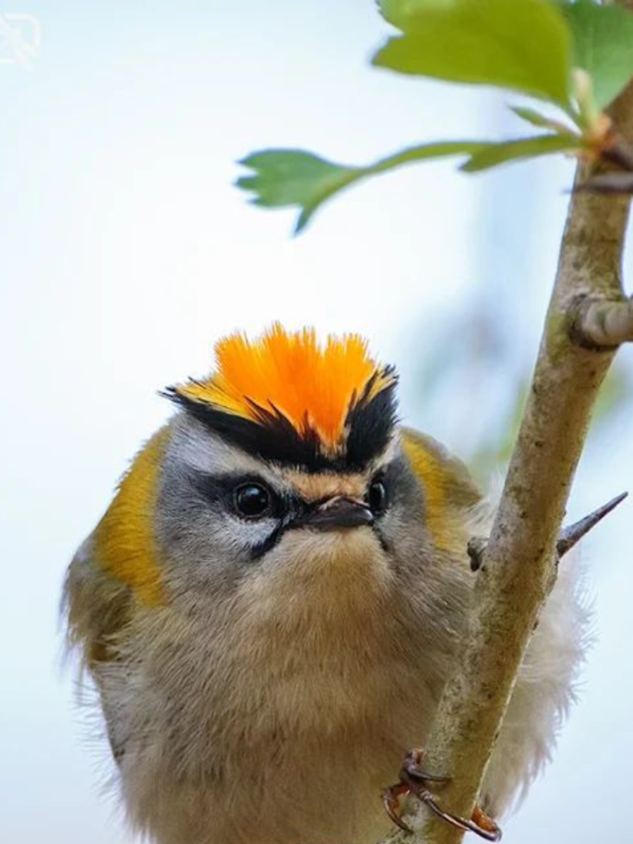 Smallest Birds In The World | Times Now