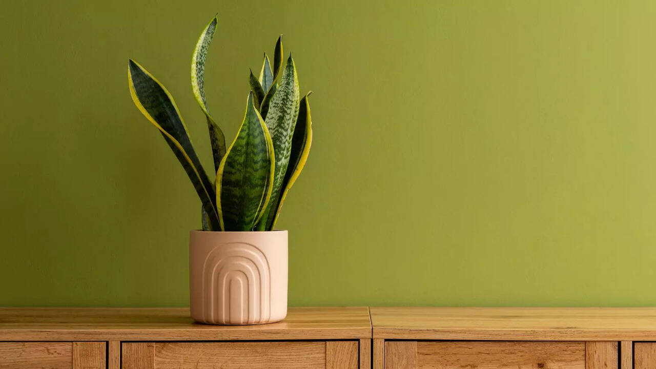 7 Low Maintenance Indoor Plants Perfect For Any Home