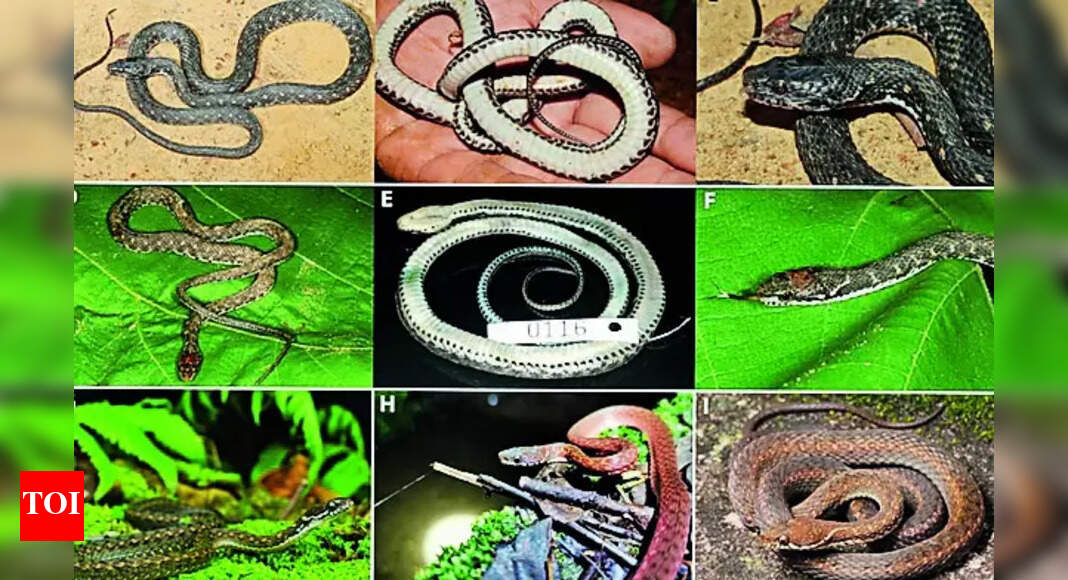 Mizoram experts among 4 discover new snake species | Guwahati News ...