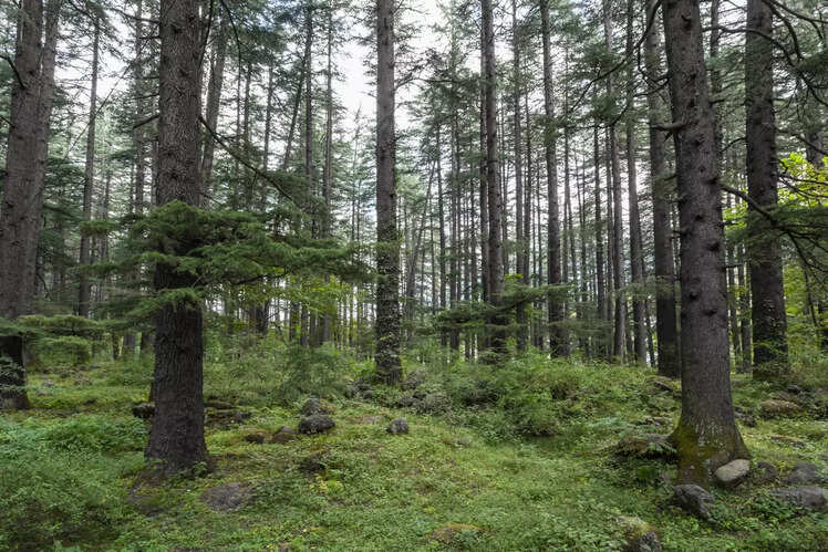 Offbeat places to visit near Shimla to escape the touristy crowd ...