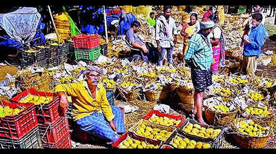 Mango Farmers: Mango farmers in debt trap due to middlemen's deceptive ...