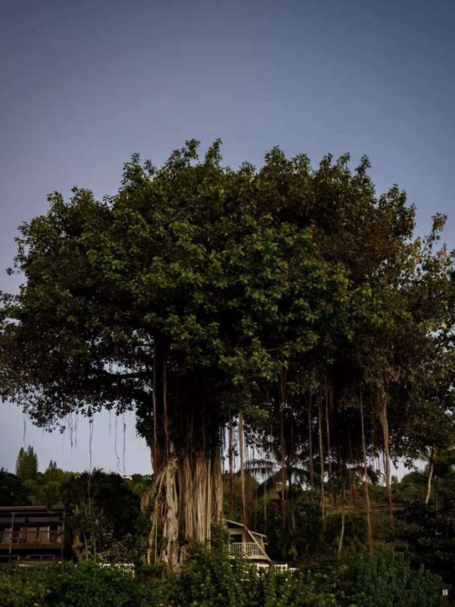 10 most unique trees found in India | Times of India