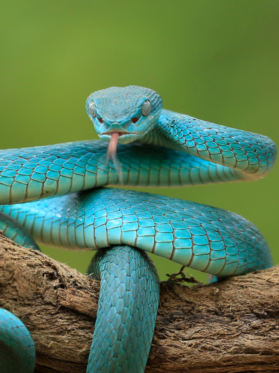 10 animals whose ears cannot be seen | Times of India