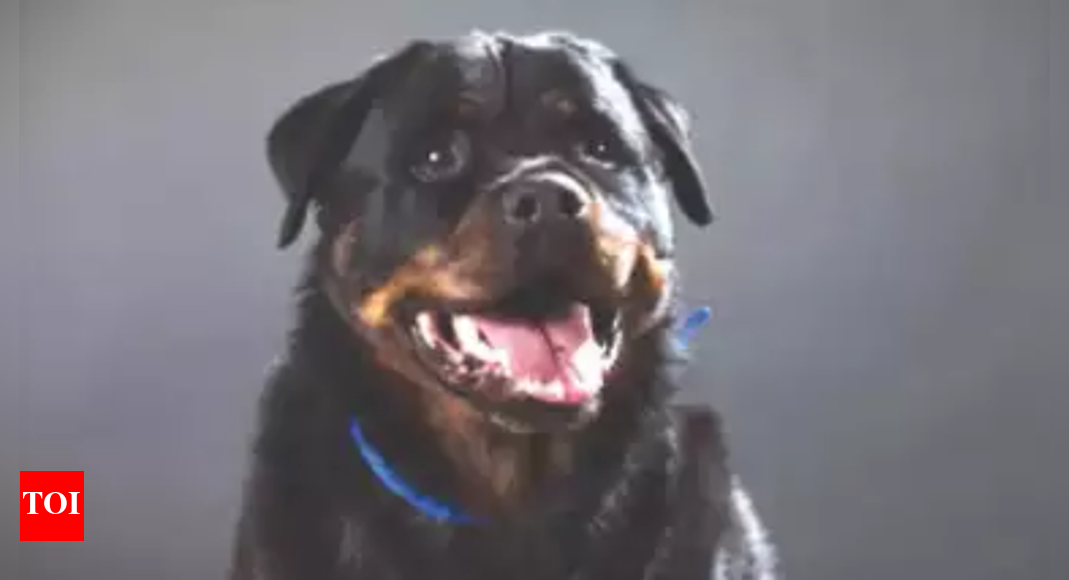 Rottweiler dogs attack: Two Rottweiler dogs attack girl in Chennai park ...