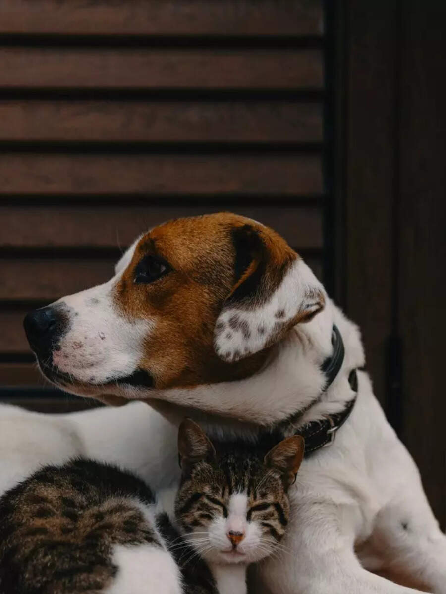 10 heartwarming pics of animal friendship | Times of India