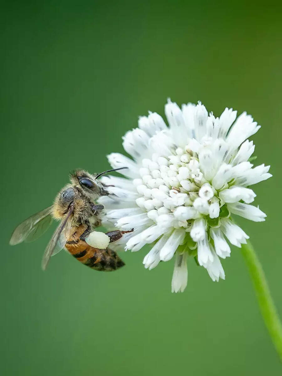 10 crucial roles bees play in our lives | Times of India