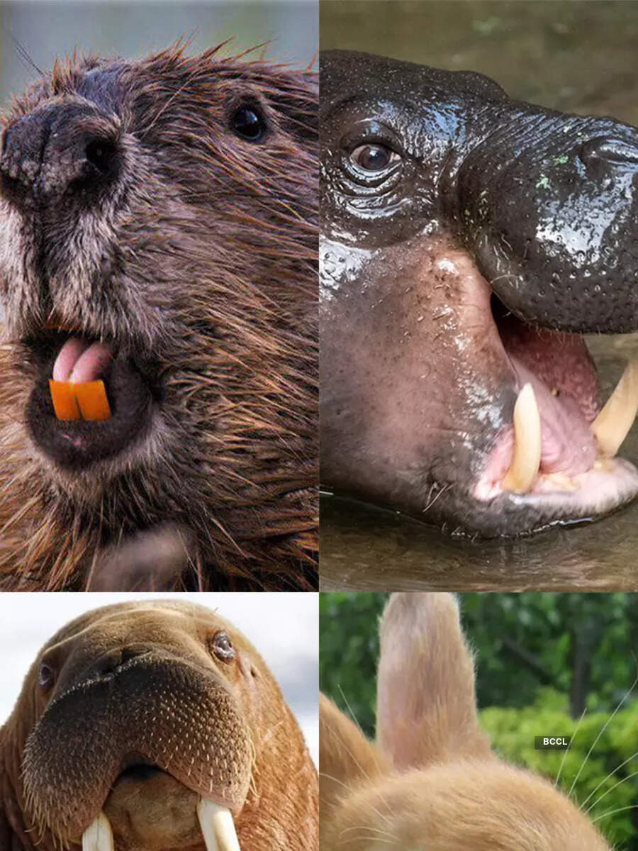 10 adorable species sporting protruding teeth | Times of India
