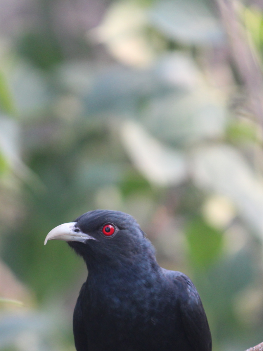 Tips To Attract Koels To Your Balcony | Times Now