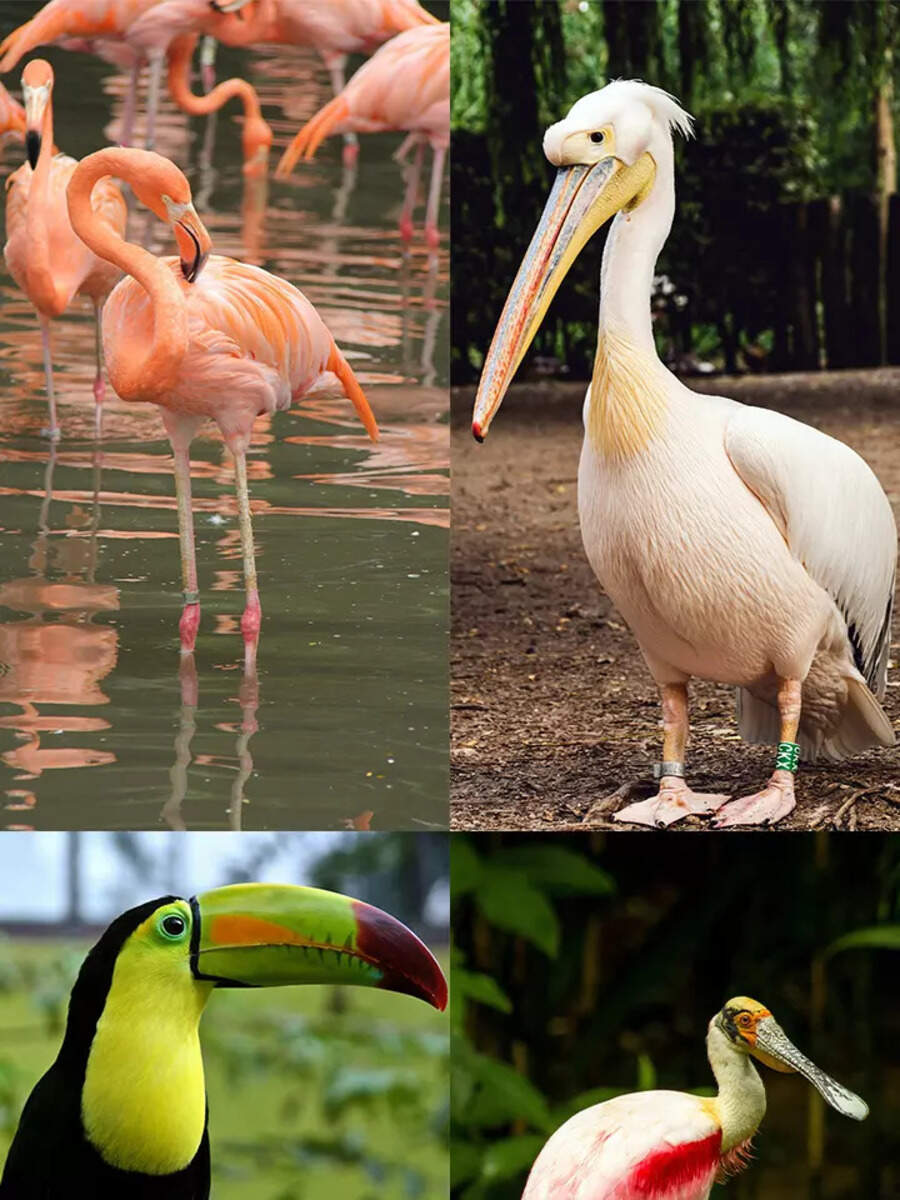 Birds with the most unusual beaks | Times of India