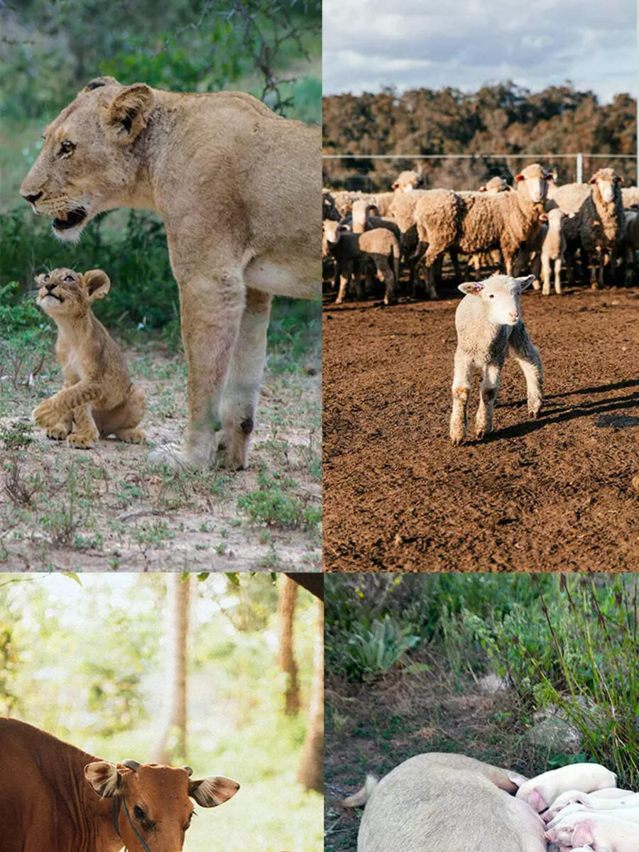 What young animals are called | Times of India