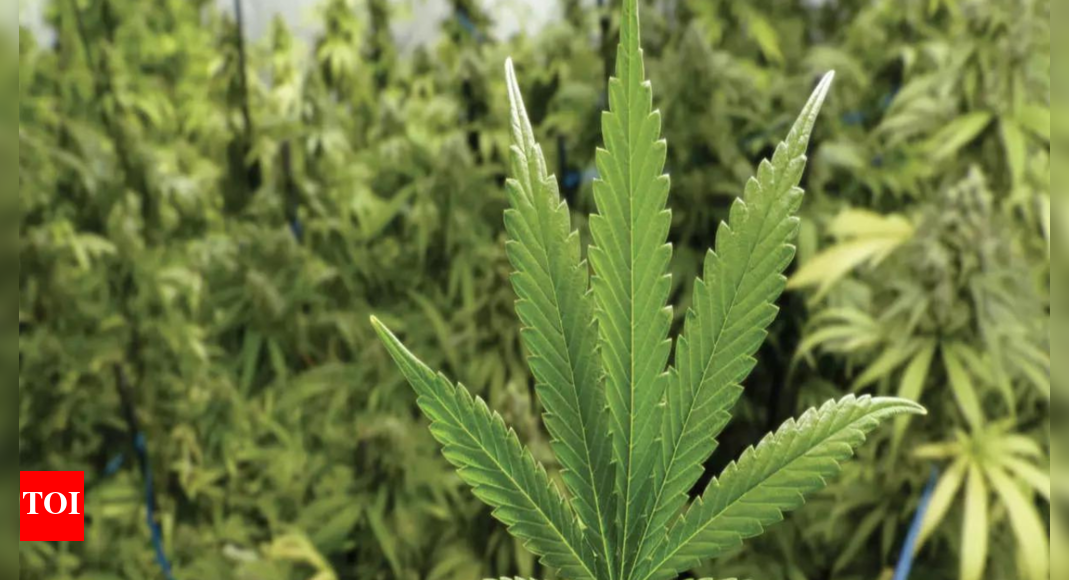 Thailand to recriminalise cannabis as PM vows to get tough on drugs ...