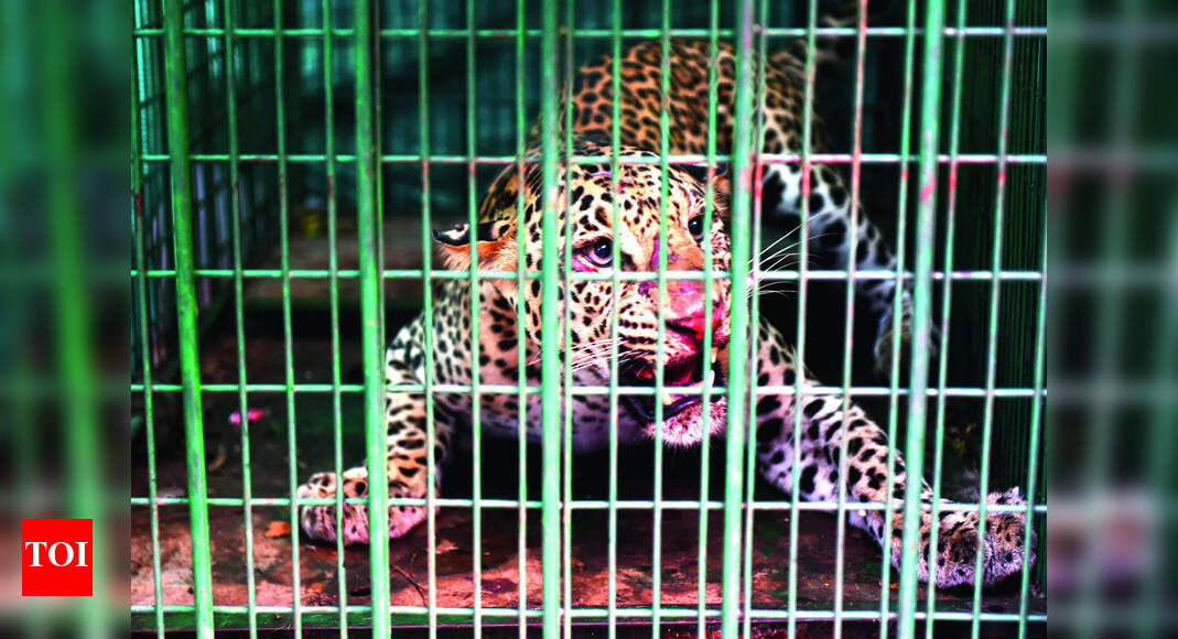 Forest Guards: Forest guards to train in Mumbai | Delhi News - Times of ...