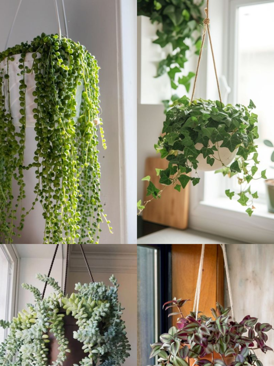 10 Hanging Plants That Grow In Sandy Soil | Times Now