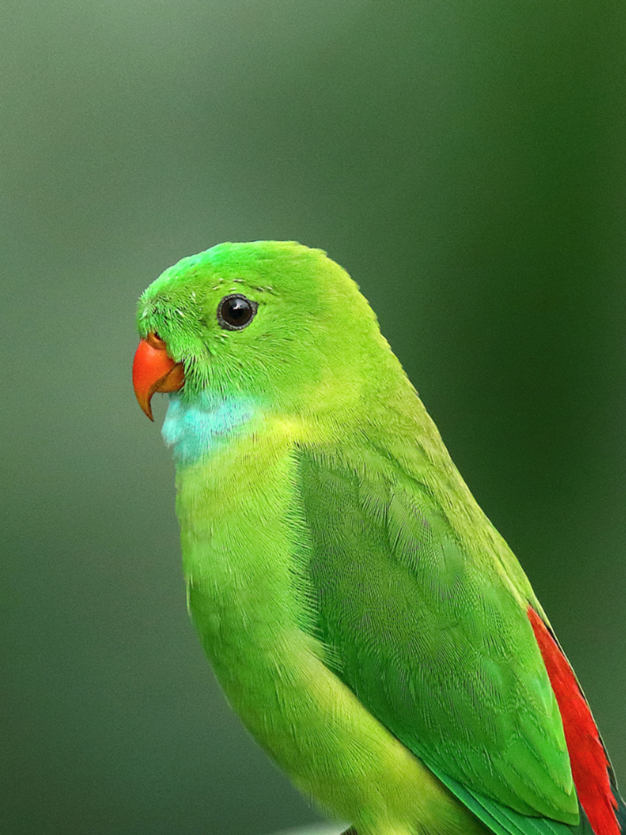 Tips To Attract Parrots To Your Balcony | Times Now