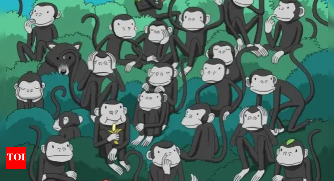 Optical Illusion: Spot the sneaky bear among the monkeys in under 12 ...