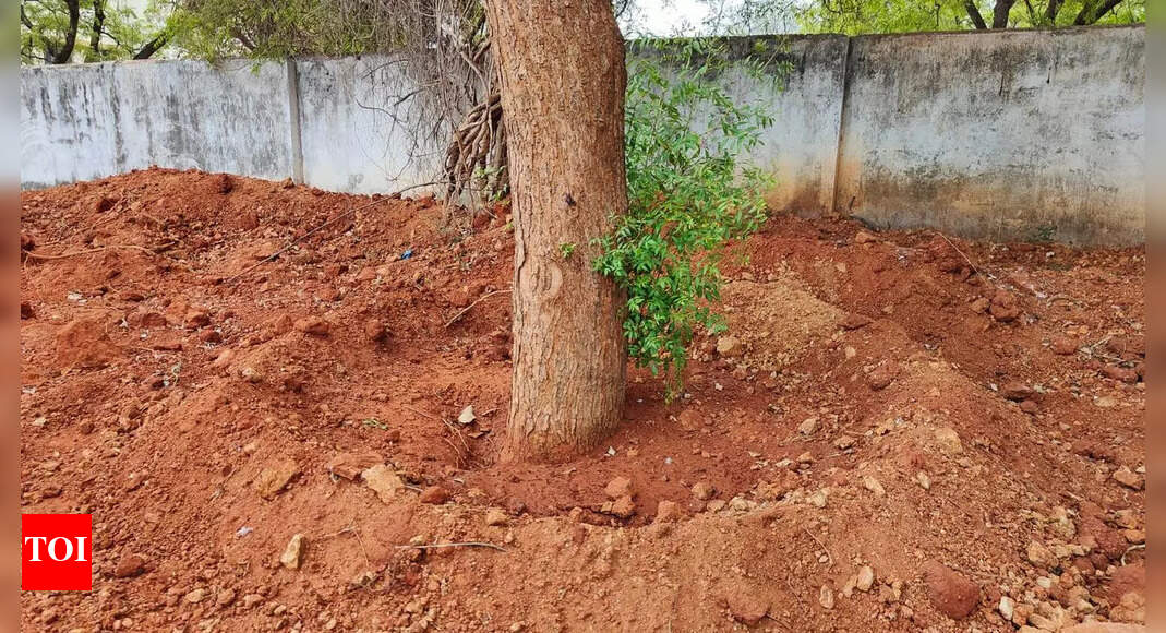 Trichy’s first big tree translocation a success | Trichy News - Times ...