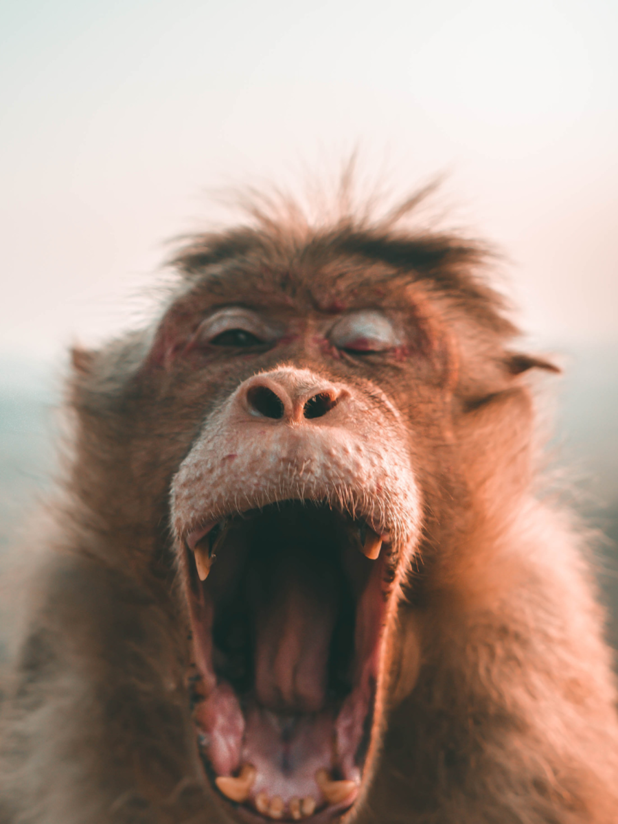 10 most furry animals that are adorably cute | Times of India