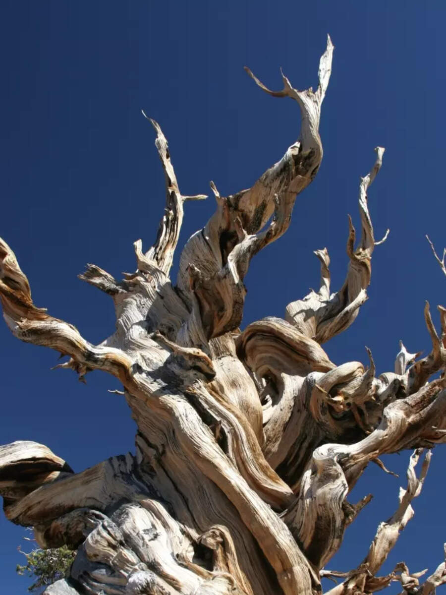 Methuselah: World’s Oldest Tree at 4,855 Years Old | Times Now