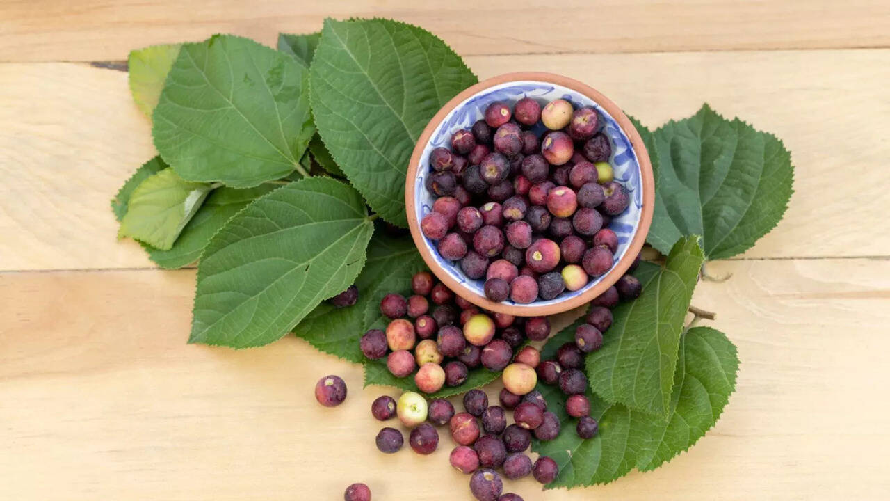 Phalsa - The Tiny Fruit with Big Health Benefits