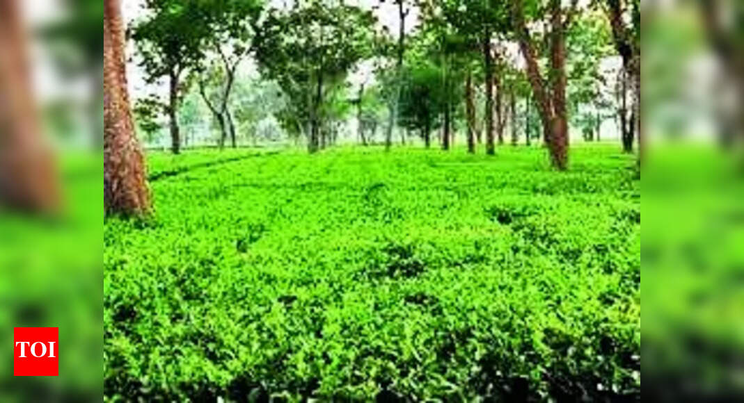 Pathini Tea Estate: Lockout withdrawn in Pathini Tea Estate, work to ...