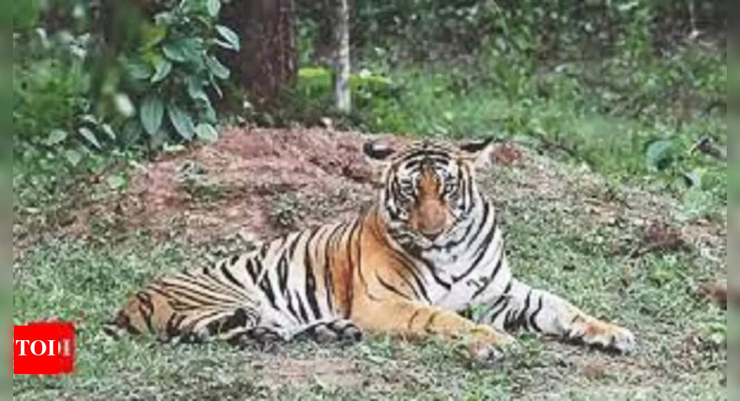 The Sariska story: Why Alwar's tiger reserve is crucial | Jaipur News ...
