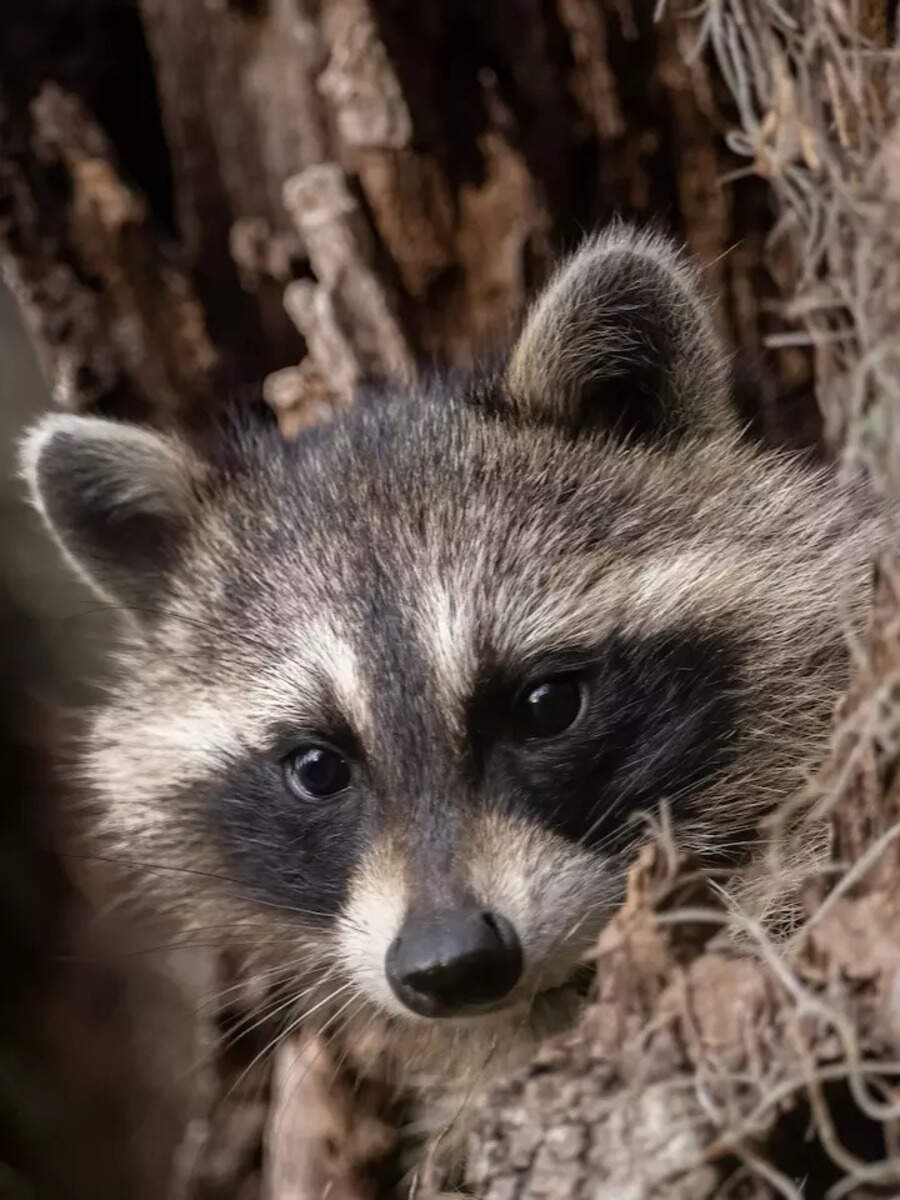 5 Cute and Cuddly Animals You Should Resist Keeping as Pets | Times Now