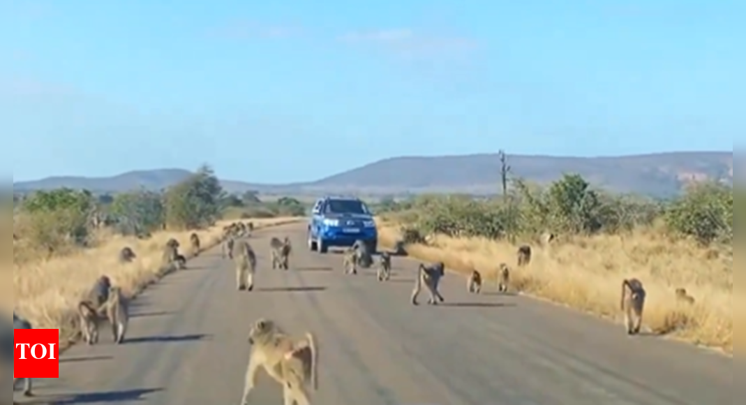 Watch: Leopard engages in all-out brawl with 50 baboons | - Times of India