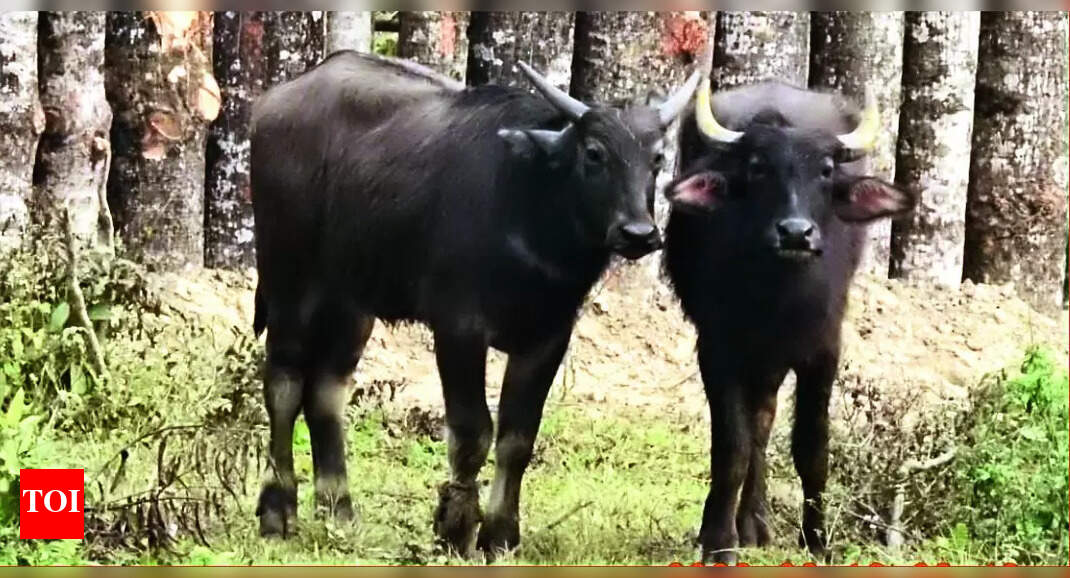 Buffalo Relocation: Activist flags lack of transparency in buffalo relocation expenditure ...