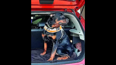 Rottweilers, pet owners, cats face the heat post dog-bite incident ...