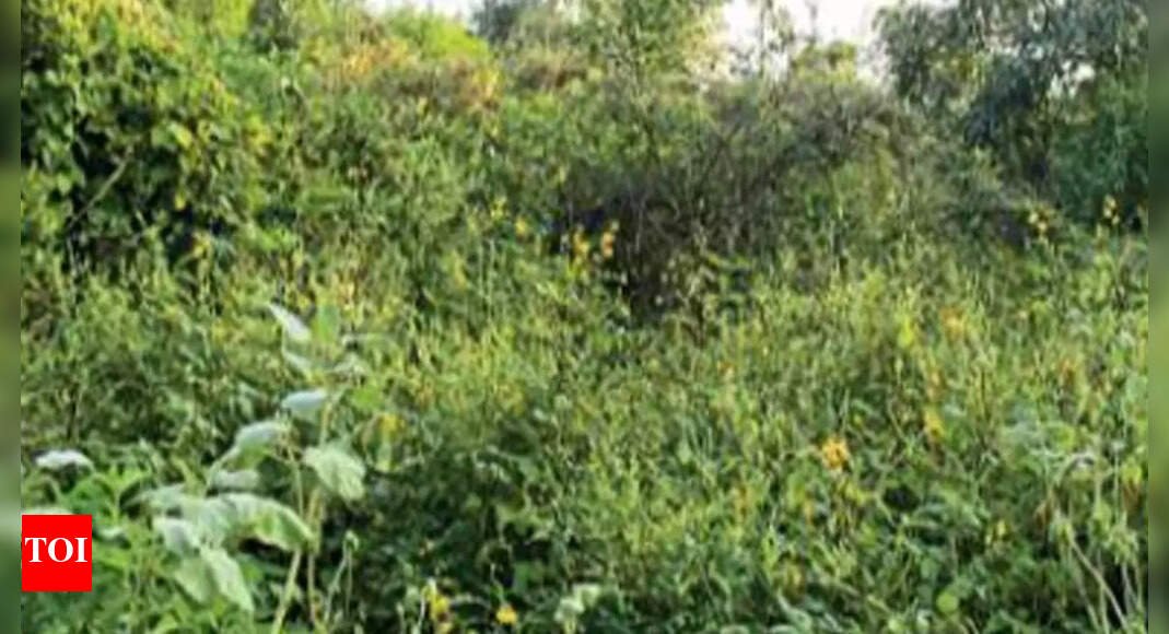 Central Ridge: HC: Central Ridge, Our Green Heritage, Reduced To A Dump ...