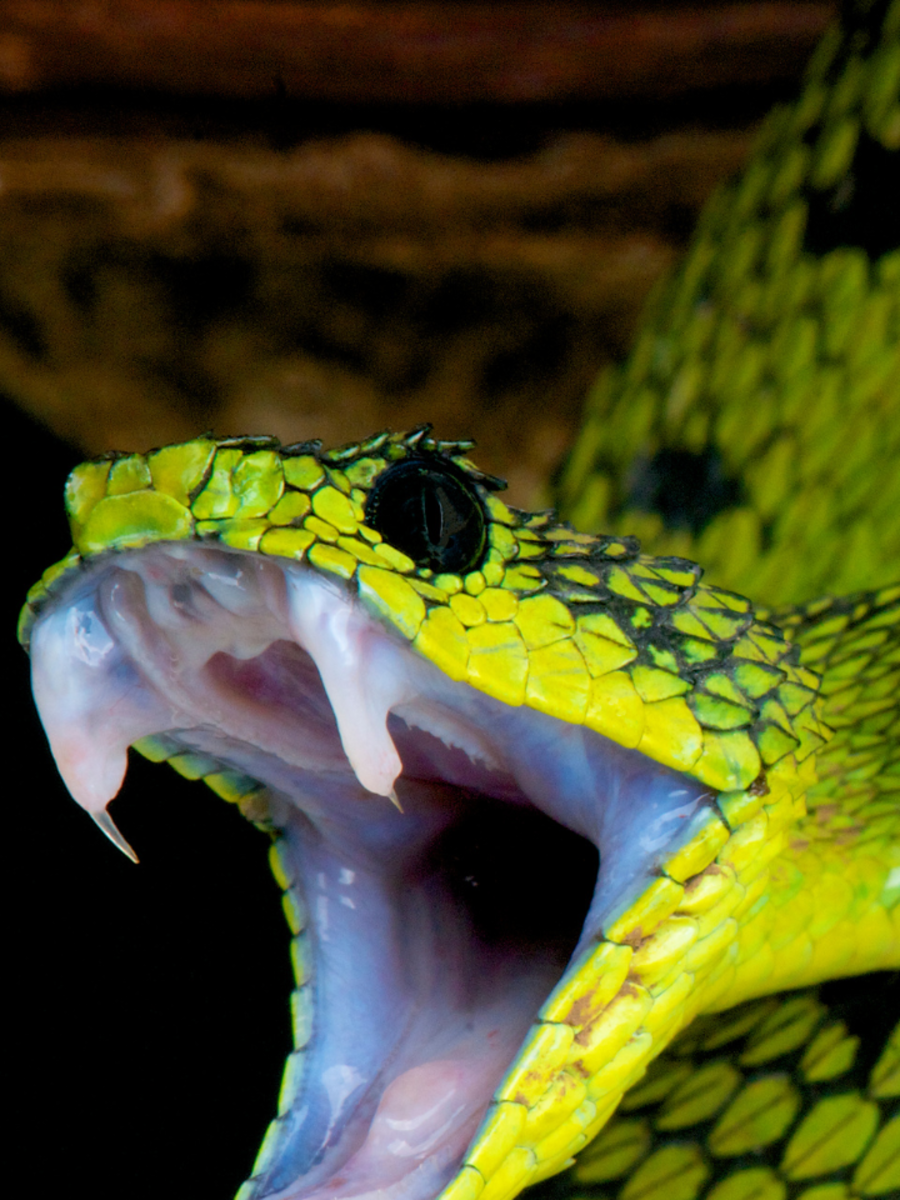 11 snakes that are non venomous but can still hurt | Times of India