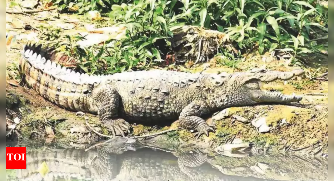 Crocodiles: Crocodiles in Vadodara's Vishwamitri Adapt to Polluted ...