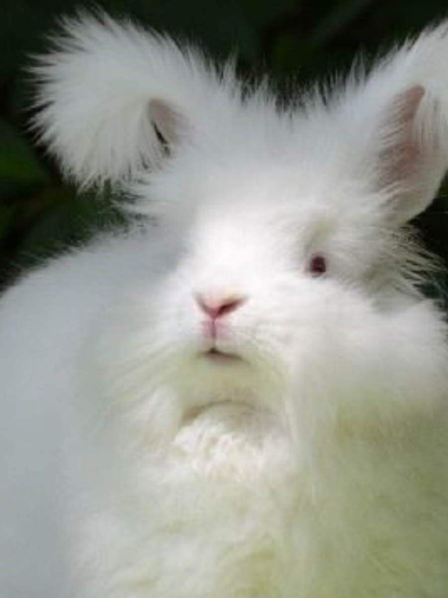 Meet the Most Adorably Fluffy Animals | Times Now