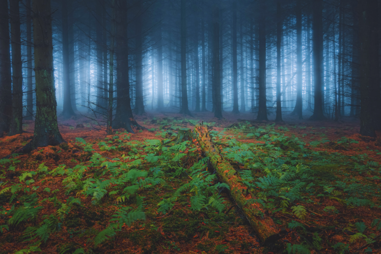 Most haunted forests in the world | Times of India Travel