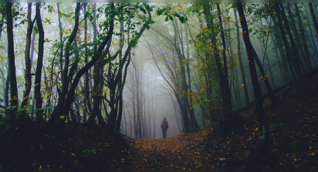 Most haunted forests in the world | Times of India Travel