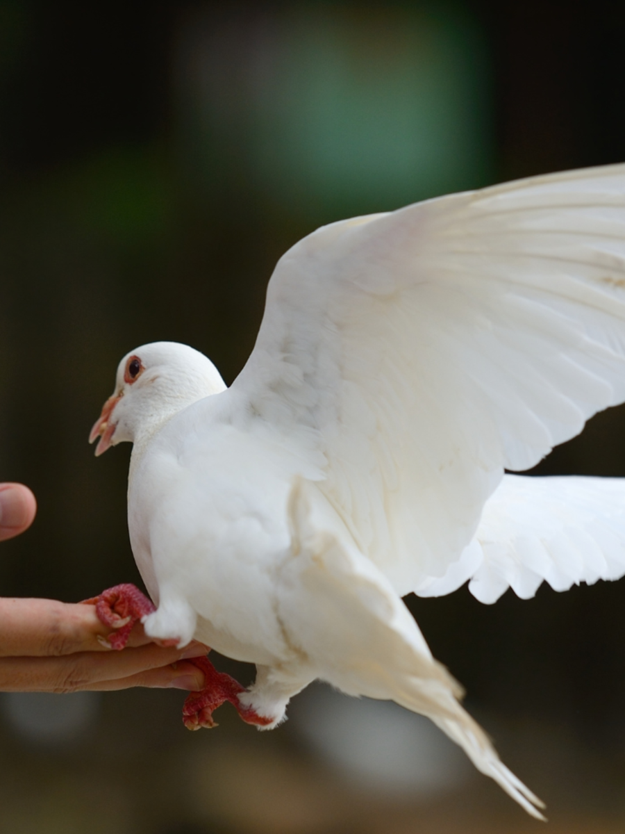 Tips To Attract White Pigeon To Your Balcony | Times Now