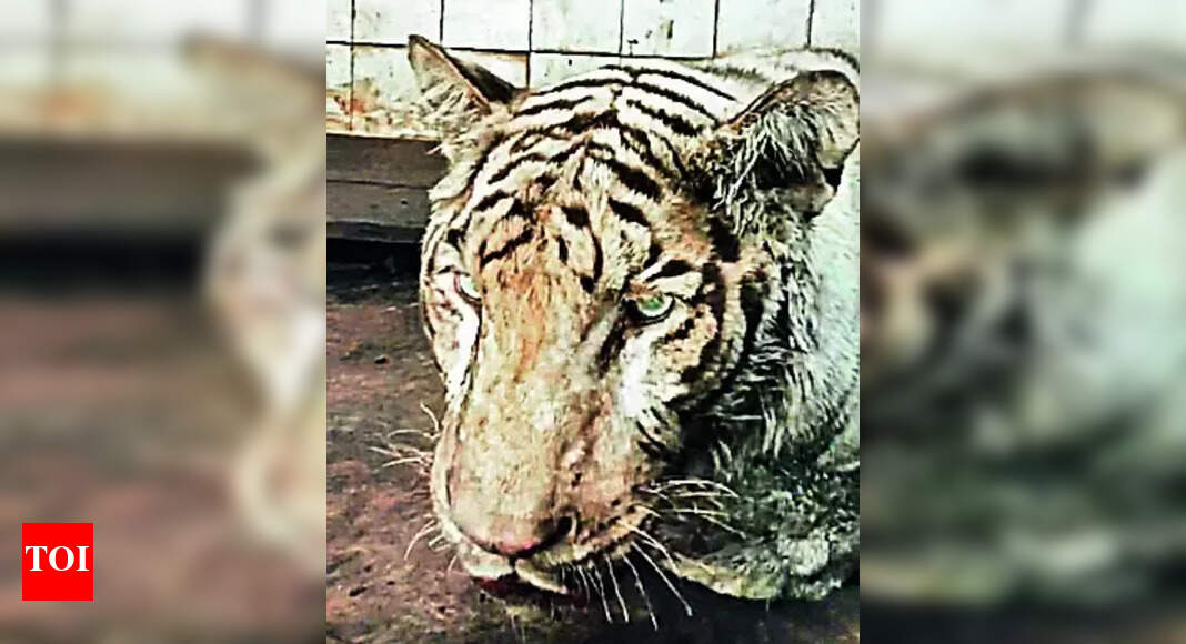Royal Bengal Tiger: Royal Bengal Tiger dies at Nehru Zoological Park ...