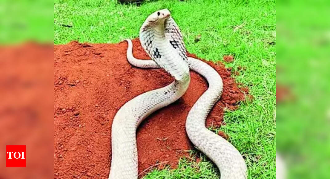 Snakes: BBMP warns about snakes during hatching season | Bengaluru News ...