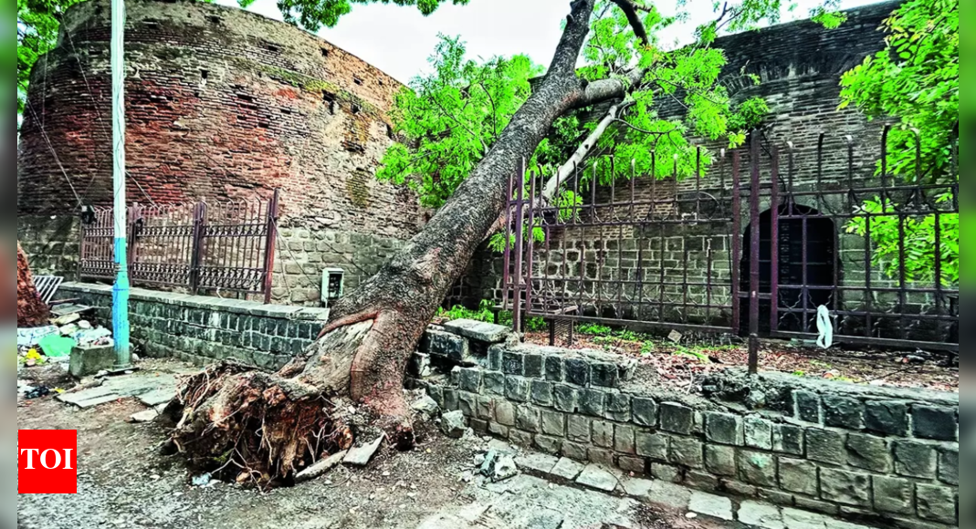 Tree Falling: Citizens blame lack of pruning for trees’ branches ...