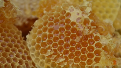 ‘Human faeces’ in overhead water tank turn out to be honeycomb ...