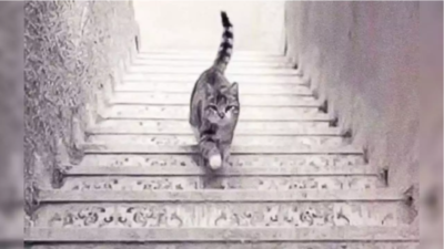 Personality Test: This cat will reveal if you are optimistic or ...