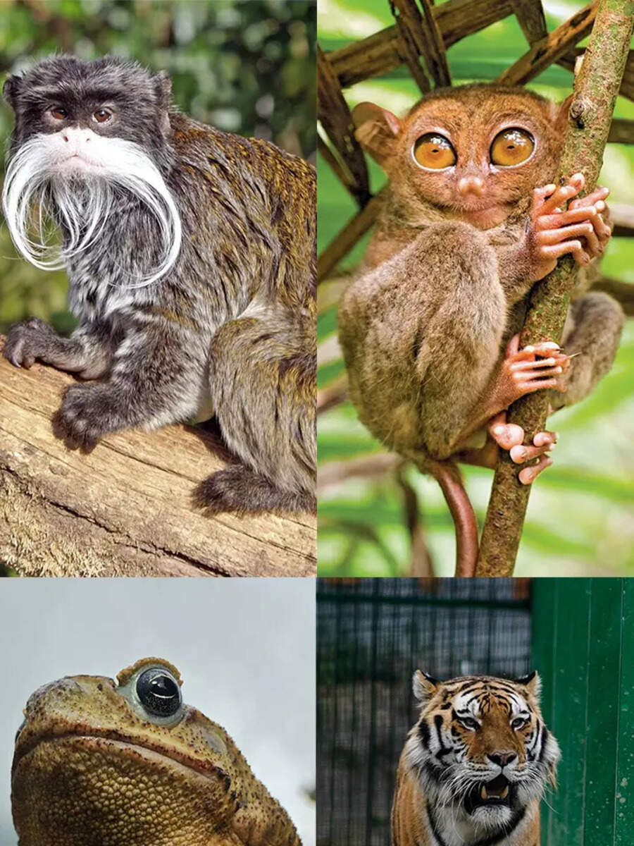 8 animals whose names start with letter T | Times of India