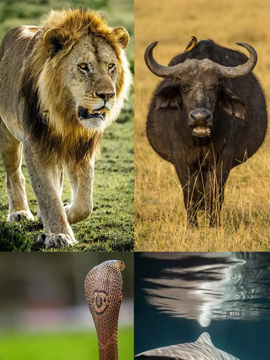 10 most dangerous animals on the planet | Times of India