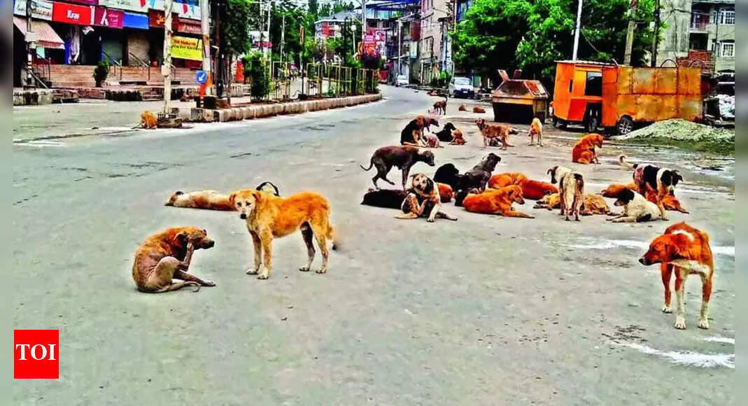 Stray Dogs: Stray dogs bite two in city, captured | Chennai News ...