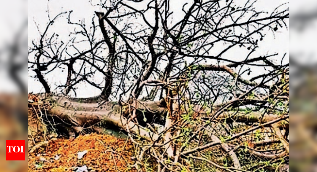 Ancient Khurasani Imli tree uprooted in Dhar village | Bhopal News ...